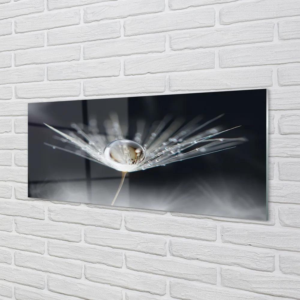 akrylový obraz Drop pampeliška makro 120x60 cm