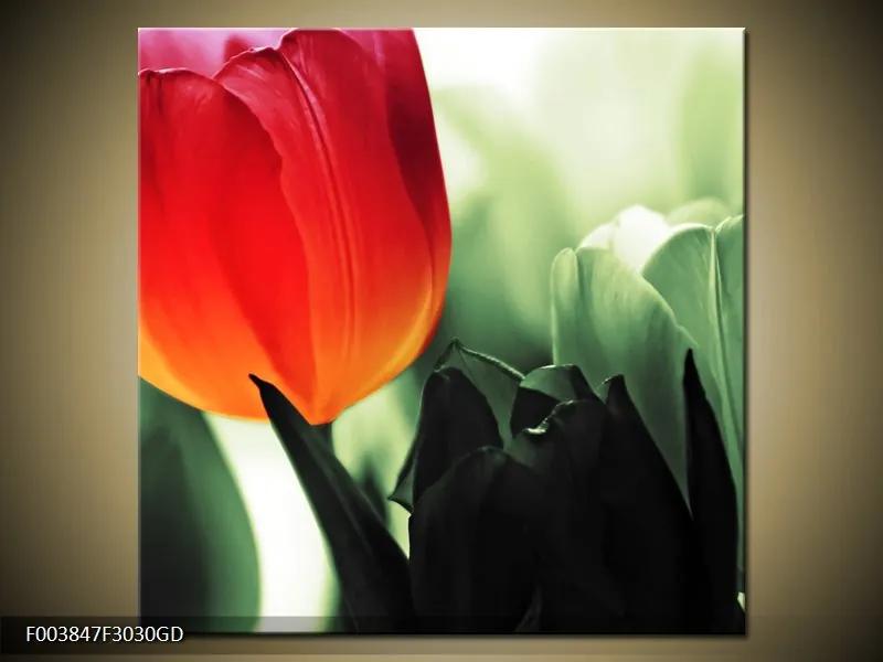 Obraz červeného tulipánu  (), 40 dalších rozměrů