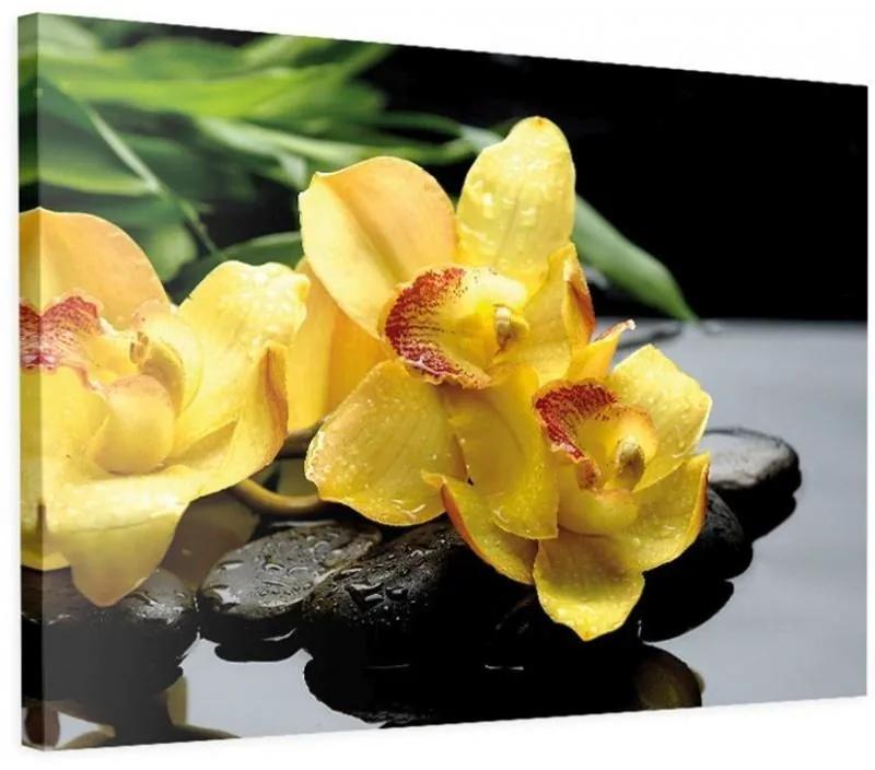 CARO Obraz na plátně - Yellow Orchids 40x30 cm