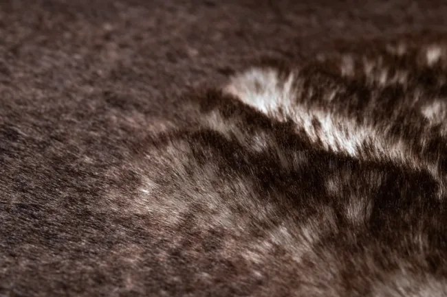 Koberec LAPIN Shaggy sloní kost/hnědý protiskluzový