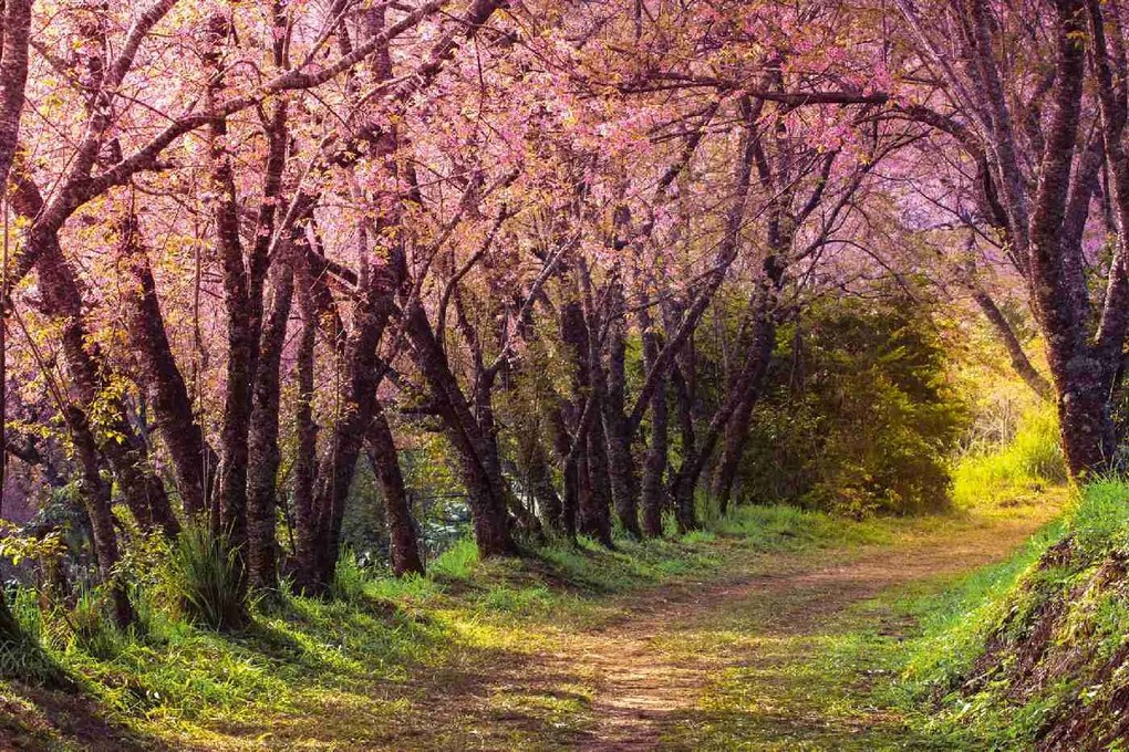 DIMEX | Vliesová fototapeta Růžová sakura MS-5-1858 | 375 x 250 cm| zelená, žlutá, hnědá, růžová