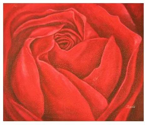 Obraz - Detail rozvité růže