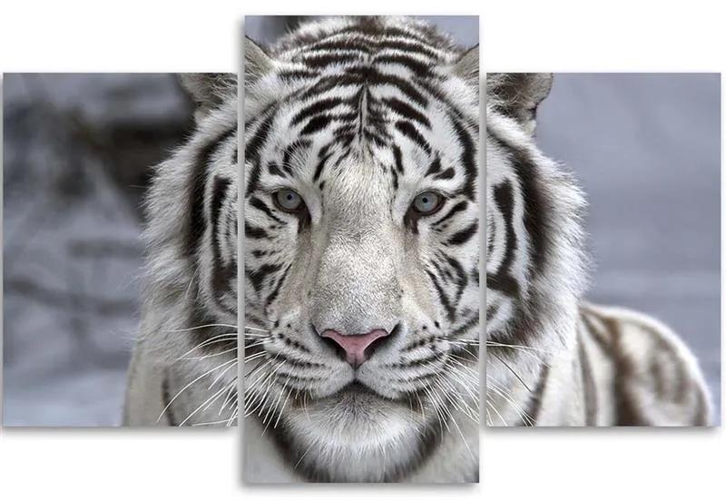 Gario Obraz na plátně Bílý tygr v zimě - 3 dílný Rozměry: 60 x 40 cm