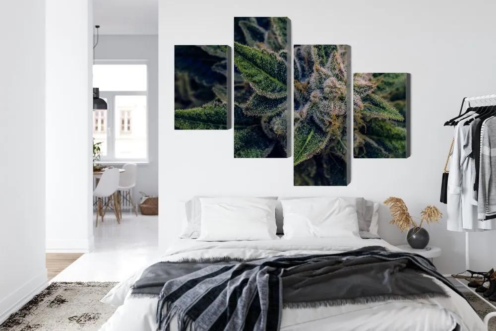 Vícedílný obraz Rostlina Konopí Zblízka Nedostatek Nedostatek Plátno Canvas 120x75