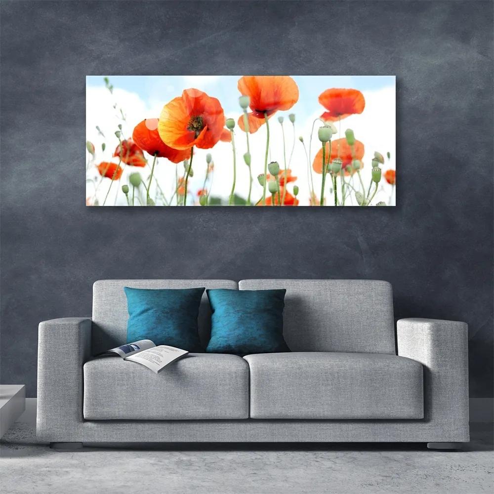Plexisklo-obraz Květiny Máky Louka Pole Příroda 125x50 cm