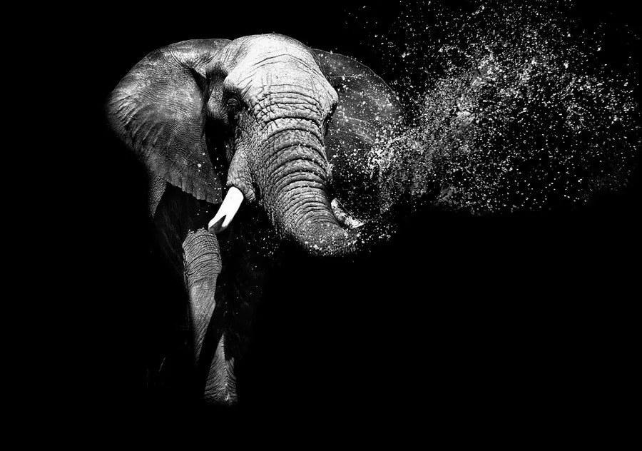 Postershop Fototapeta vliesová: Černobílý slon - 254x368 cm