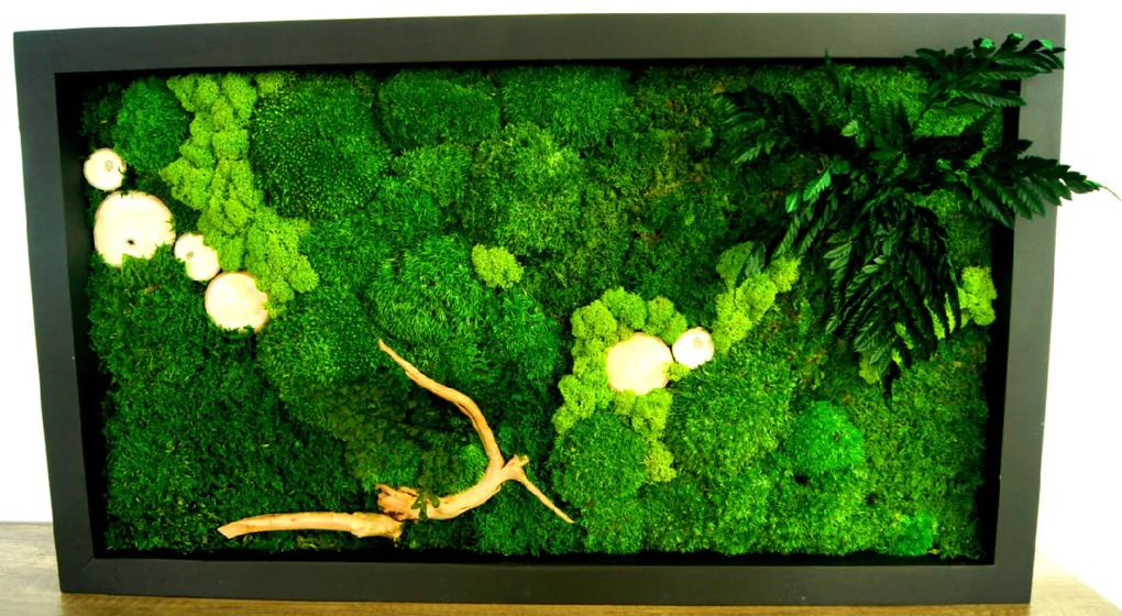 OznTo Obraz mechu a rostlin,3velikosti,3barvy Barva rámečku: Černá, Rozměr rámečku: 80x40cm