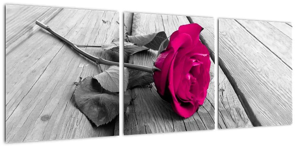 Obrazy květin - růže