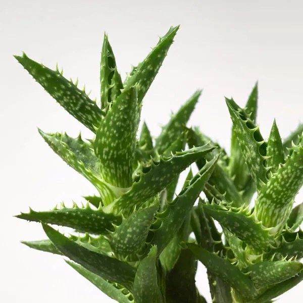 SUCCULENT Rostlina, různé druhy/Sukulent, 9 cm