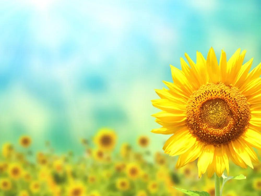 Vícedílný obraz Dekorativní 3D Květy Slunečnice Nedostatek Nedostatek Plátno Canvas 160x120