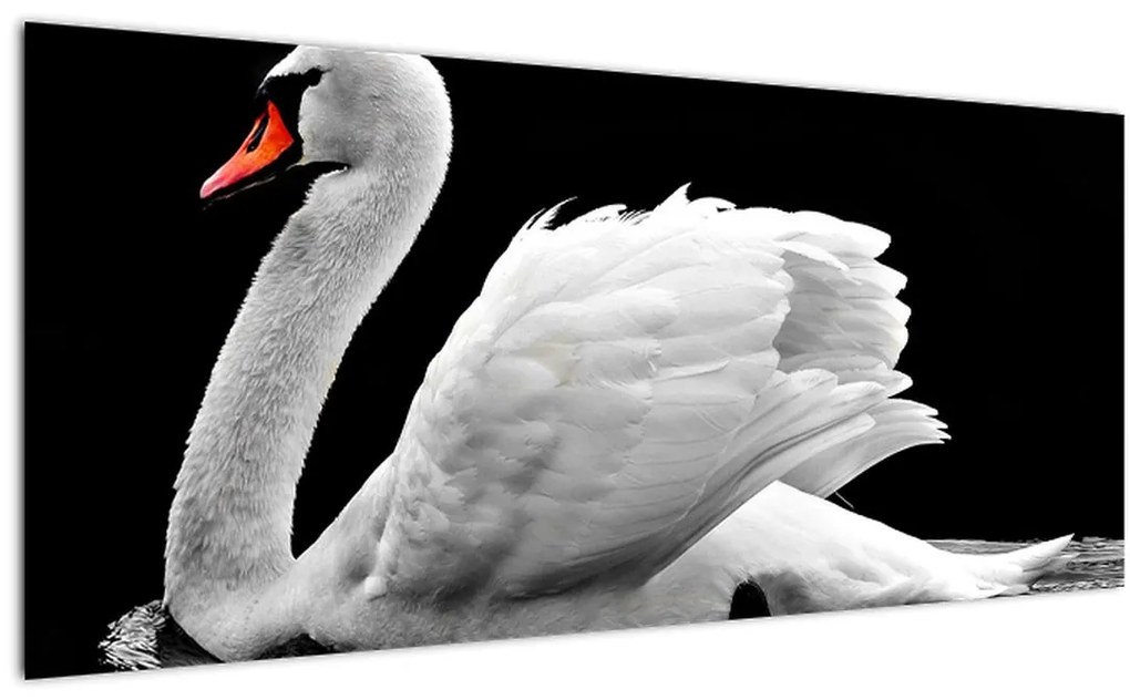 Obraz černobílé labutě (100x40 cm), 40 dalších rozměrů