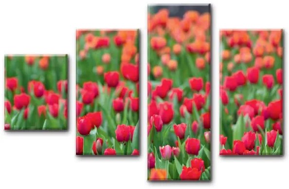 4-dílný obraz - Pole tulipánů