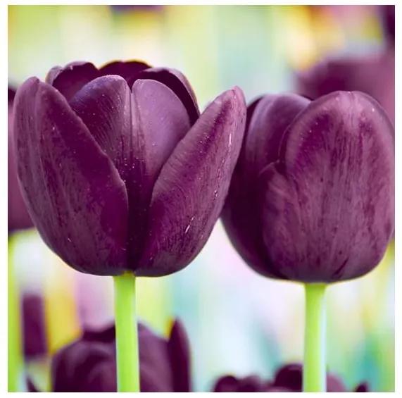 Obraz fialových tulipánů  (50x50 cm), 40 dalších rozměrů