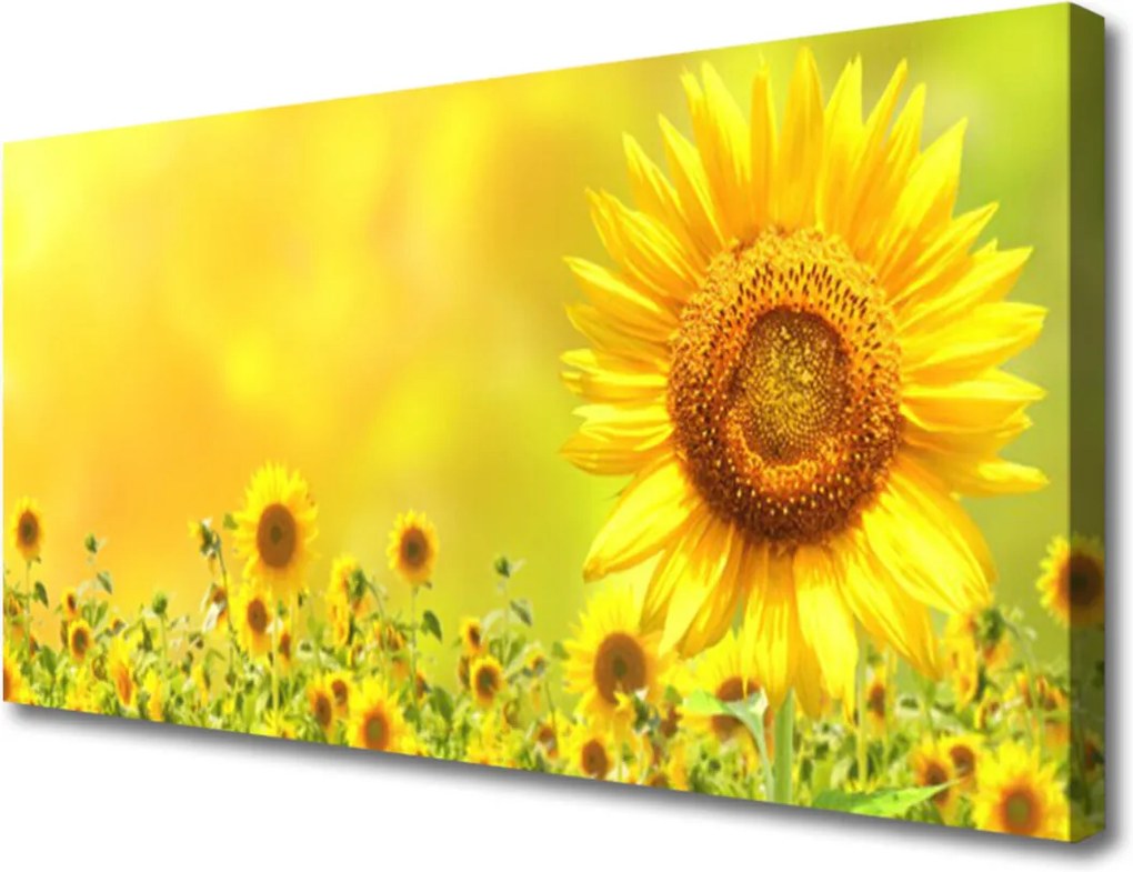 Obraz Canvas Slunečnice Květ Rostlina
