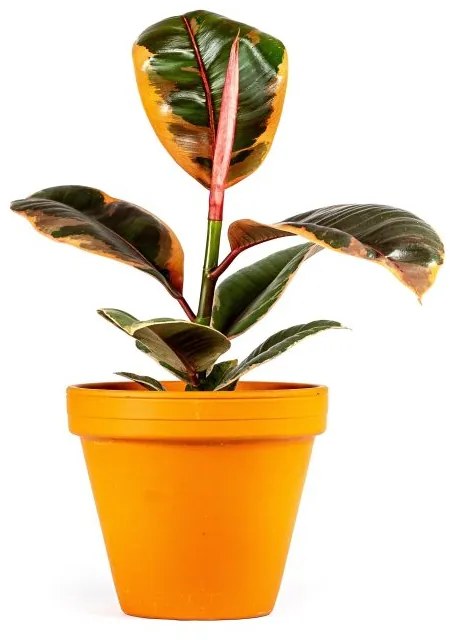 Gardners Pokojová rostlina  Ficus elastica Belize, průměr 12 cm