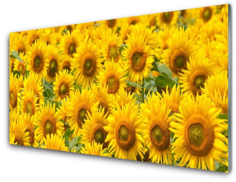 Obraz na skle Slunecznice Rostlina 100x50 cm