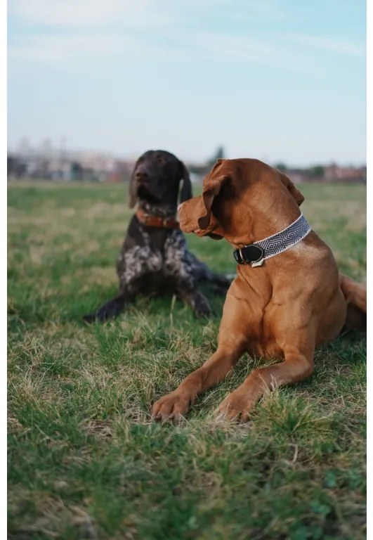 Obojek pro psa Buddys Capri černý Velikost: XS - 20 - 24 cm