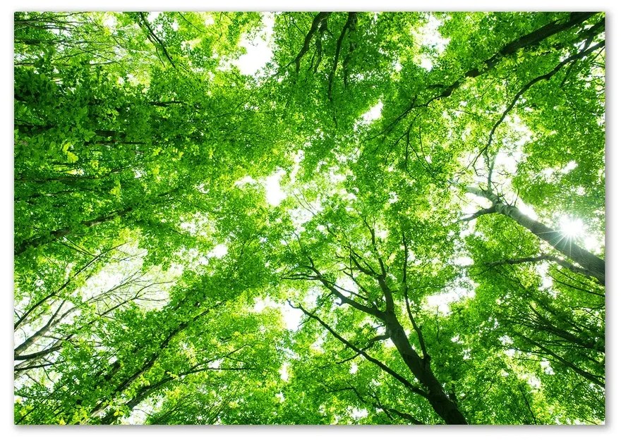 Wallmuralia Fotoobraz na skle Zelený les 100x70 cm