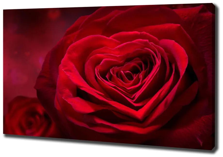 Wallmuralia Foto obraz na plátně Červená růže srdce 100x70 cm