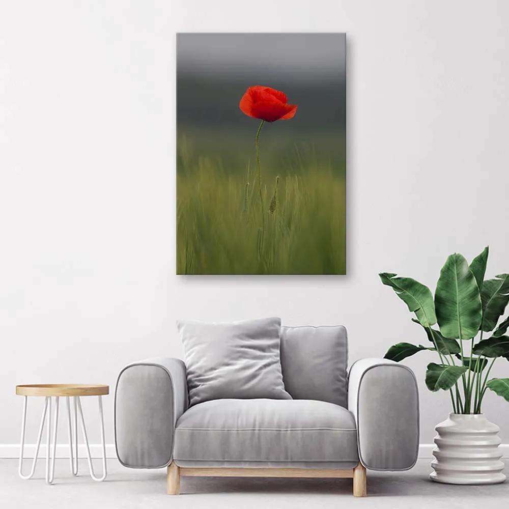 Gario Obraz na plátně Poppy v terénu Rozměry: 40 x 60 cm