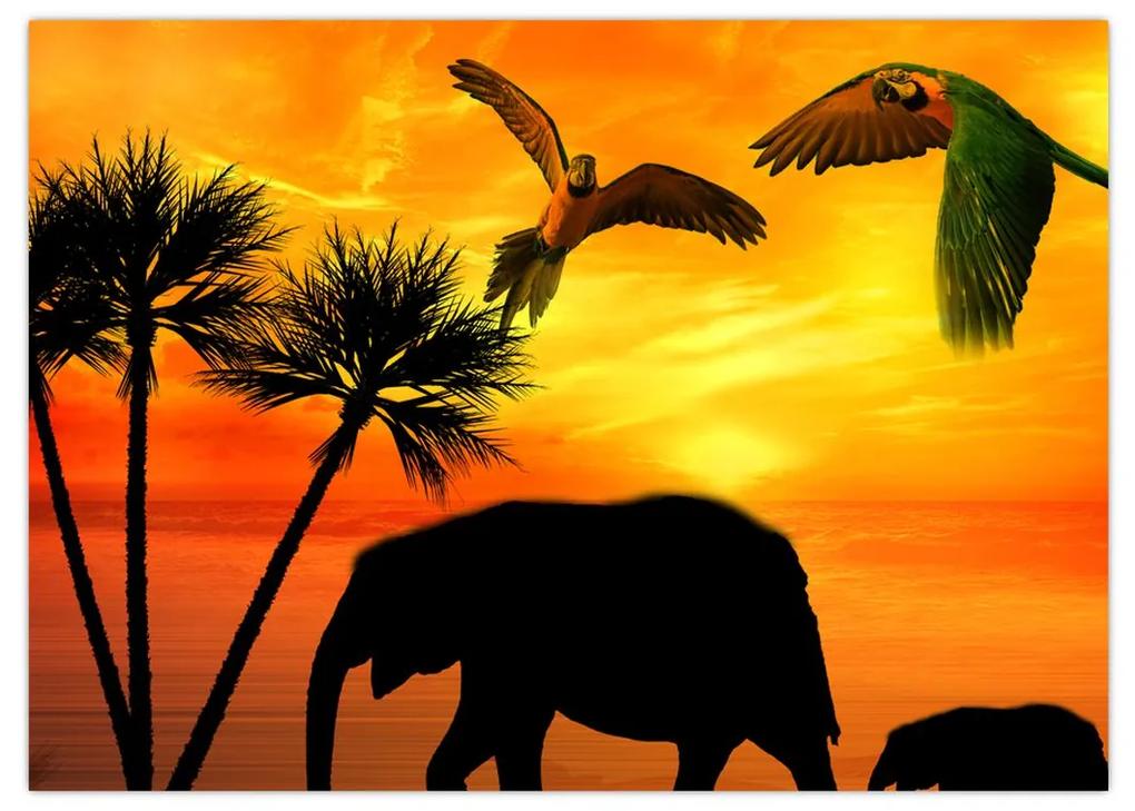 Obraz - papoušci a sloni (70x50 cm)