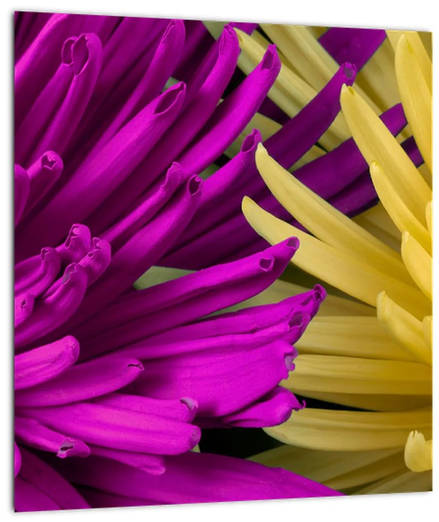 Obraz - detail květů (30x30 cm)
