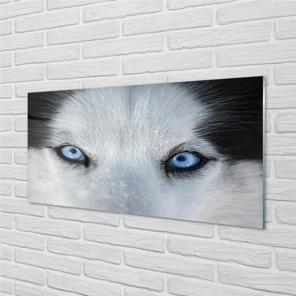 Obraz na skle wolf Eyes 125x50 cm