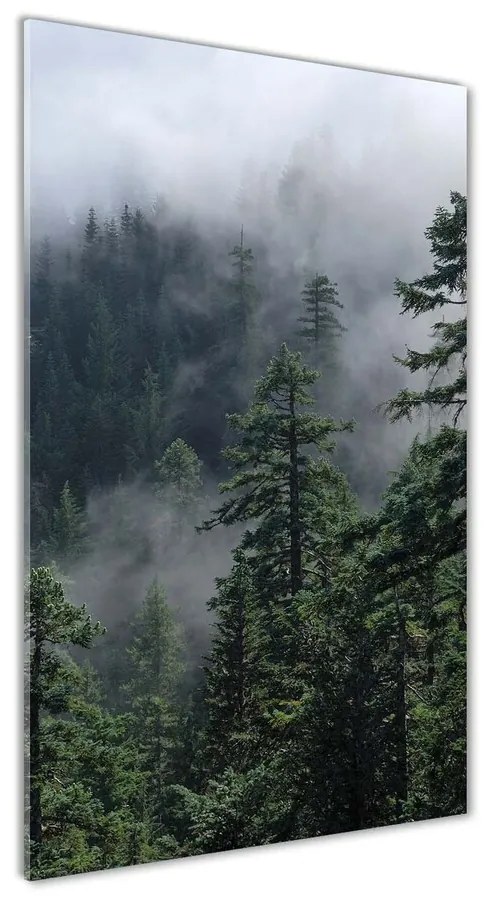 Wallmuralia Foto obraz fotografie na skle Mlha nad lesem 50x100 cm