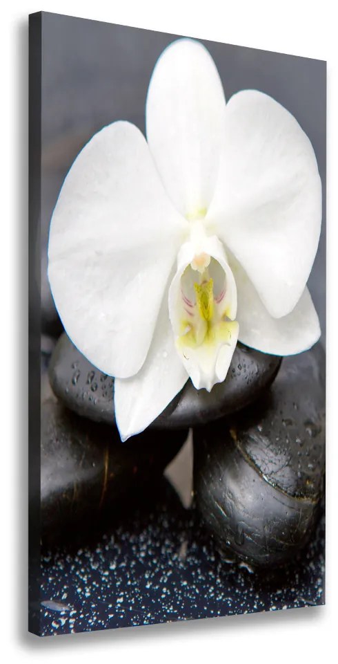 Wallmuralia Vertikální Foto obraz na plátně Orchidej a kameny 50x100