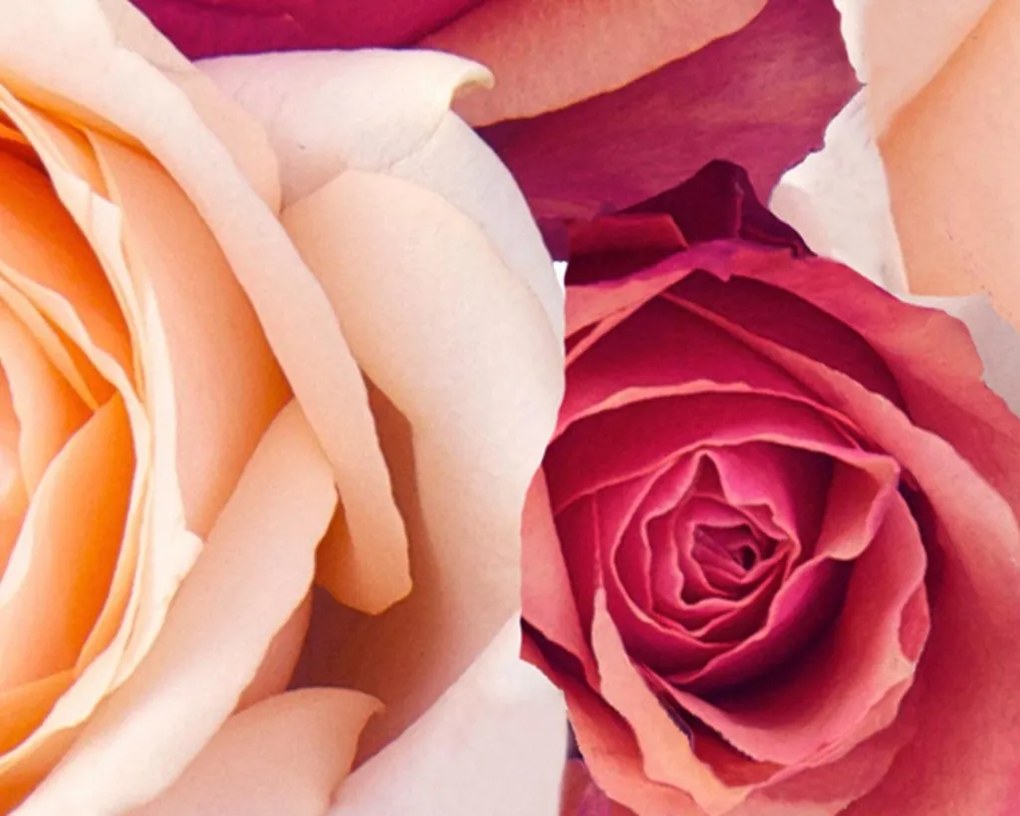 Malvis ® Atypický obraz Růže Velikost (šířka x výška): 80x40 cm