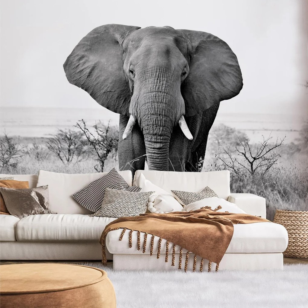 Fototapeta - Slon africký (245x170 cm)