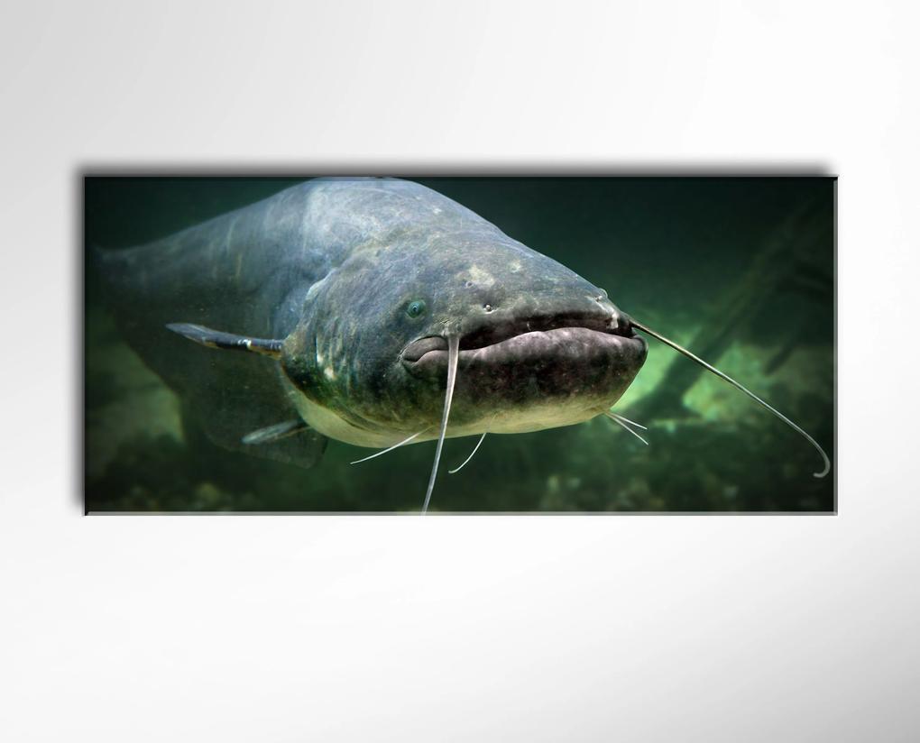 Malvis ® Obraz Sumec pod vodou ROZMĚR (šířka x výška): jednodílný obdélník 100x45 cm