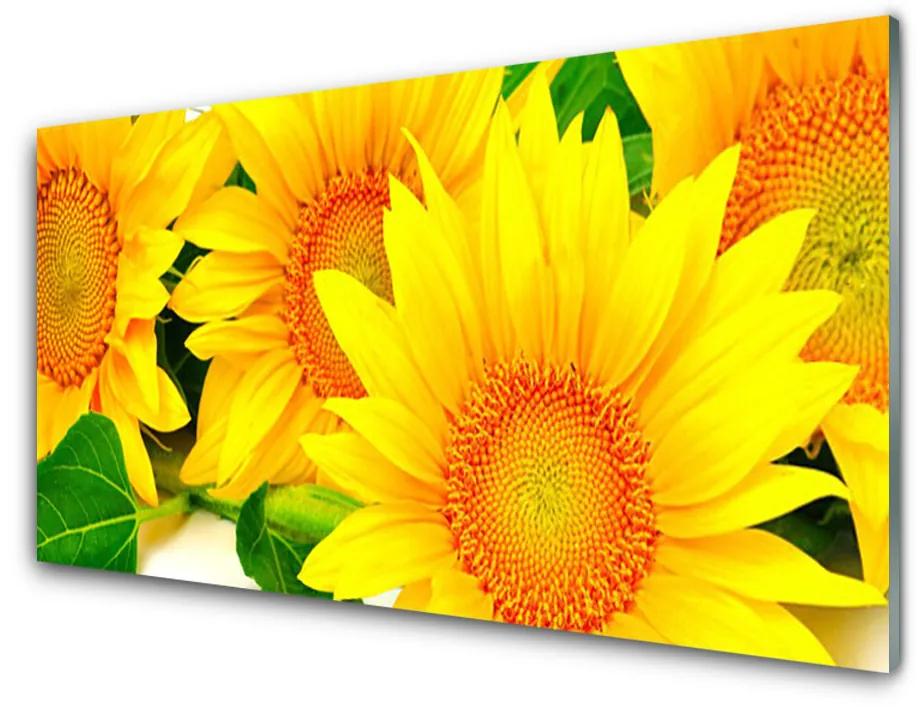 Plexisklo-obraz Slunečnice Květ Příroda 125x50 cm