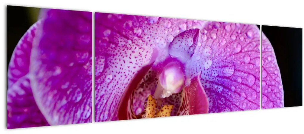 Detailní obraz květu orchideje (170x50 cm)