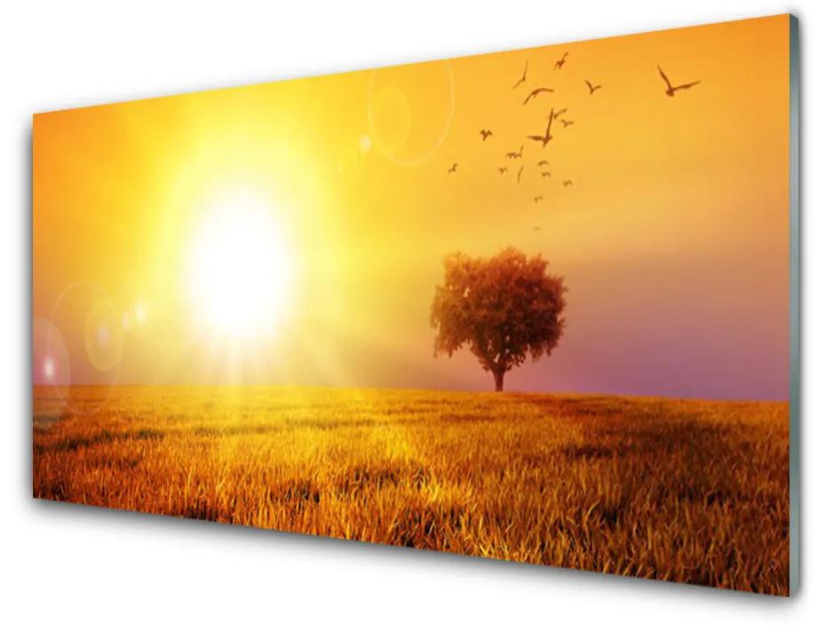 Plexisklo-obraz Západ Slunce Louka Plátky 100x50 cm