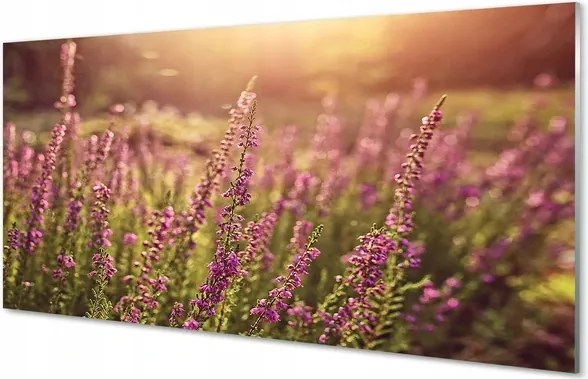 Skleněný nástěnný fotoobraz Vřesy pole 120x60 cm