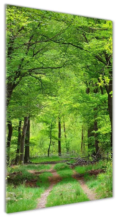 Wallmuralia Moderní akrylový fotoobraz Zelený les 60x120 cm