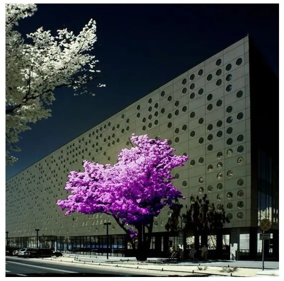 Moderní obraz fialového stromu (50x50 cm), 40 dalších rozměrů