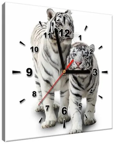 Tištěný obraz s hodinami Bílé tygry 30x30cm ZP1270A_1AI