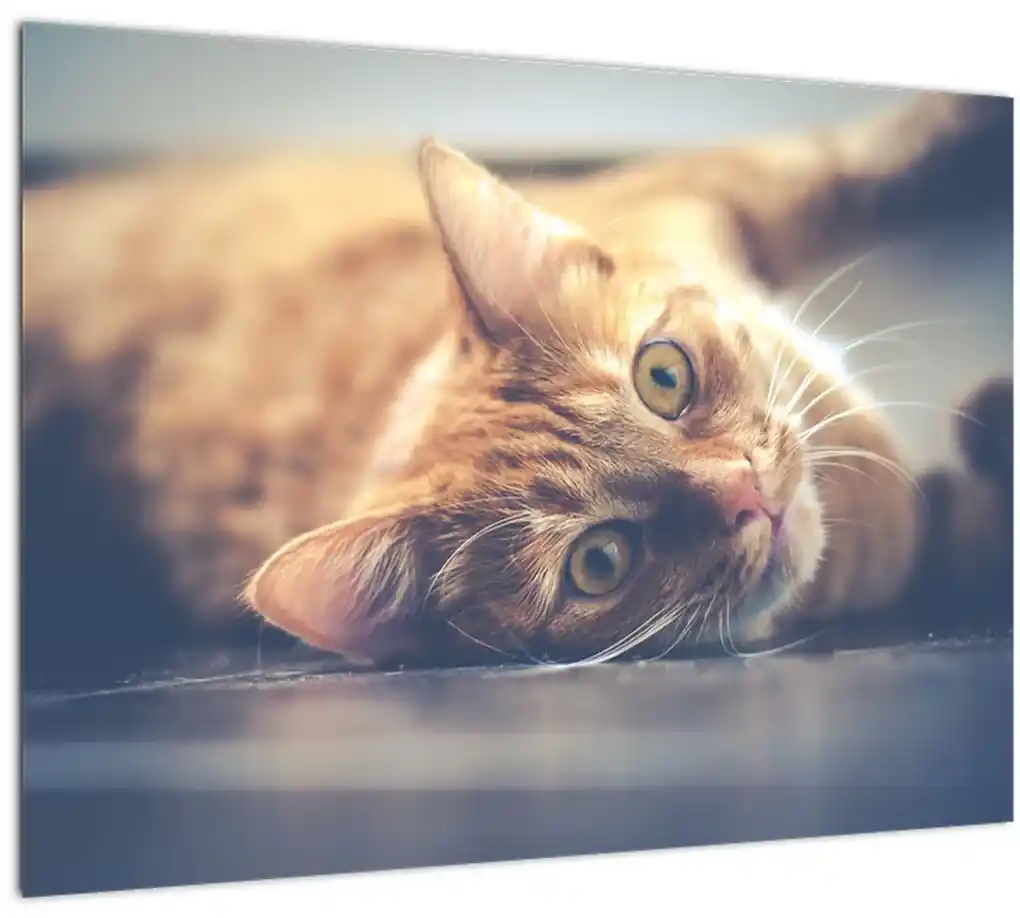 Skleněný obraz kočky na podlaze (70x50 cm) | BIANO