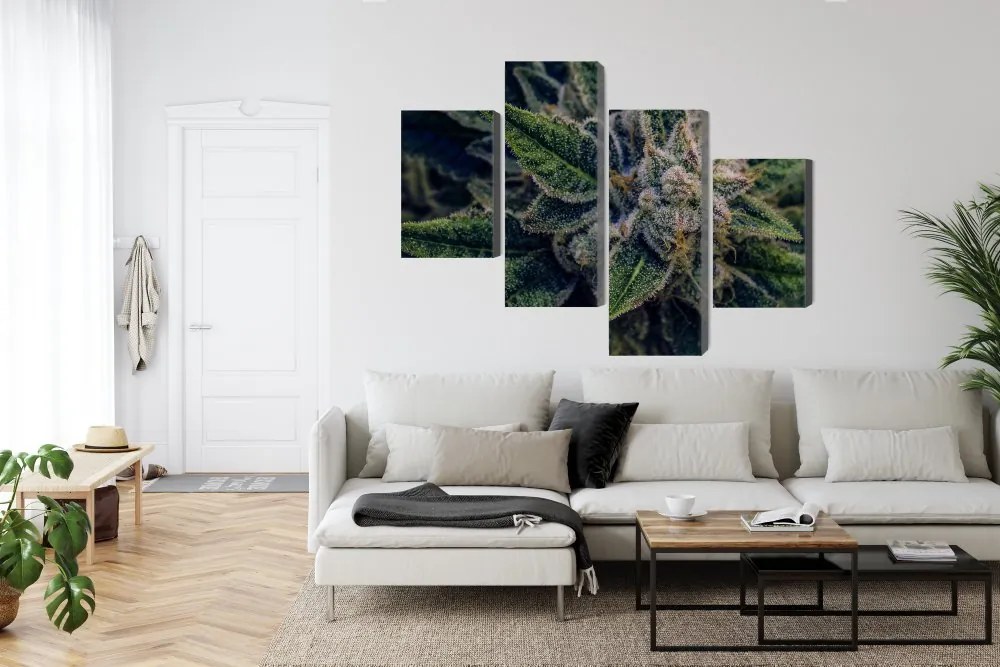 Vícedílný obraz Rostlina Konopí Zblízka Nedostatek Nedostatek Plátno Canvas 240x150
