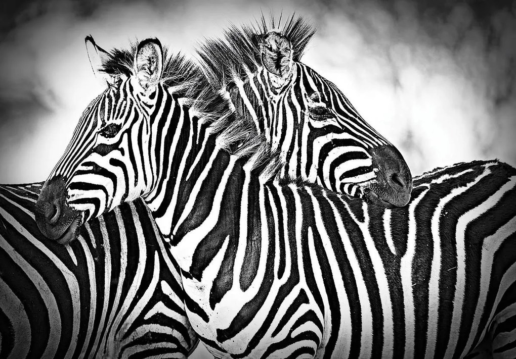 Fototapeta - Zebra (152,5x104 cm)