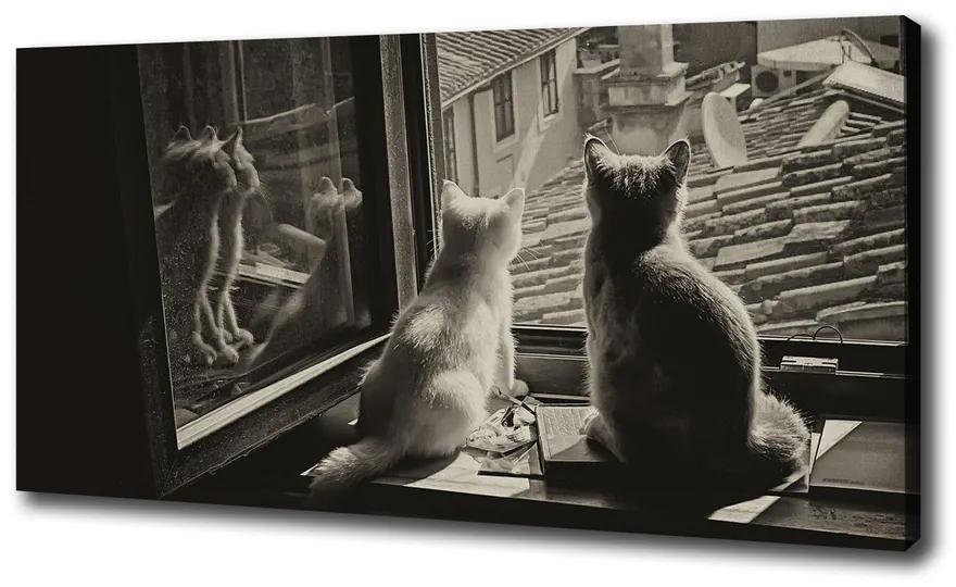Wallmuralia Foto obraz na plátně Kočky při okně 100x50 cm