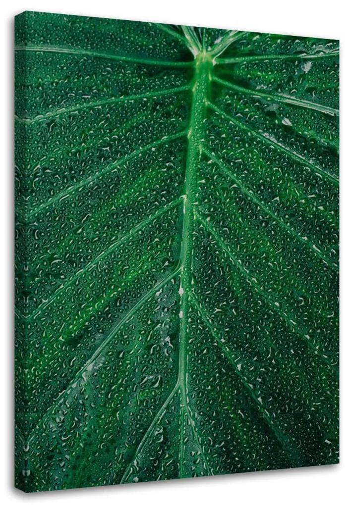 Obraz na plátně Listová rostlina Zelená příroda - 40x60 cm