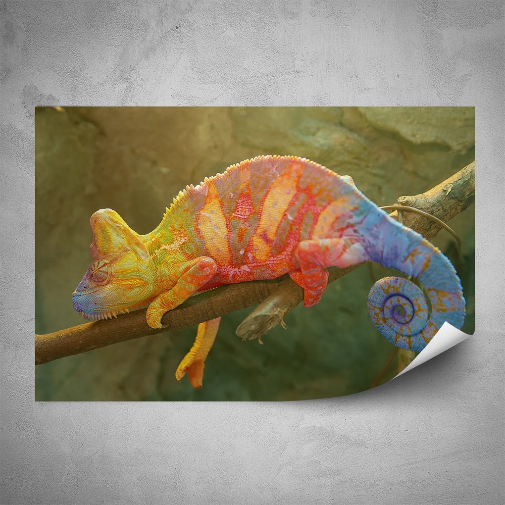 Plakát - Barevný chameleon (60x40 cm) - PopyDesign