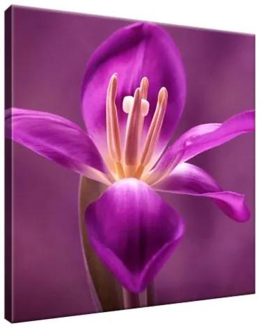 Tištěný obraz Krásné fialové tulipány 30x30cm 2217A_1AI