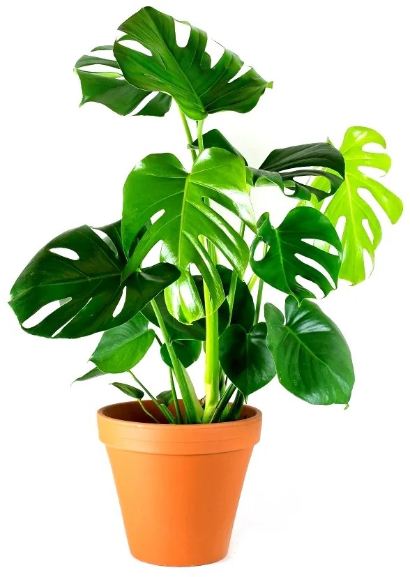 Pokojová rostlina Monstera deliciosa, průměr 17 cm Monstera skvostná