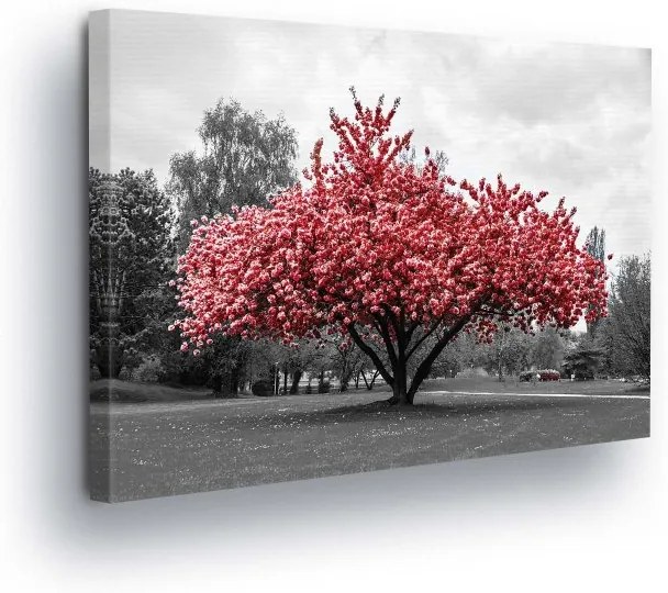 GLIX Obraz na plátně - Růžově Rozkvetlý Strom 25x35 cm