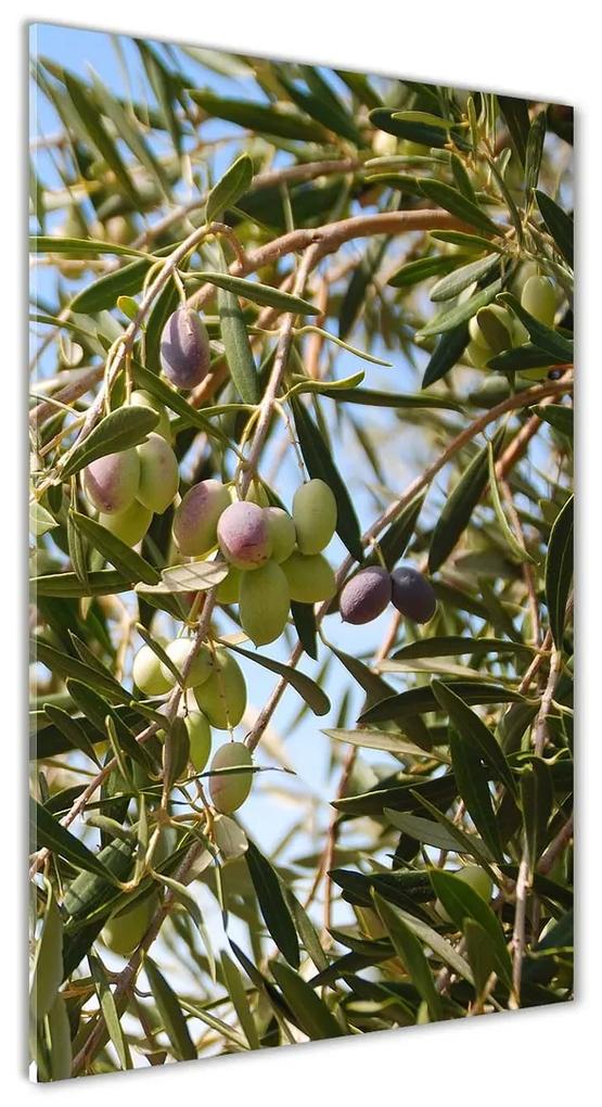 Foto obraz na plátně Olivy na stromě