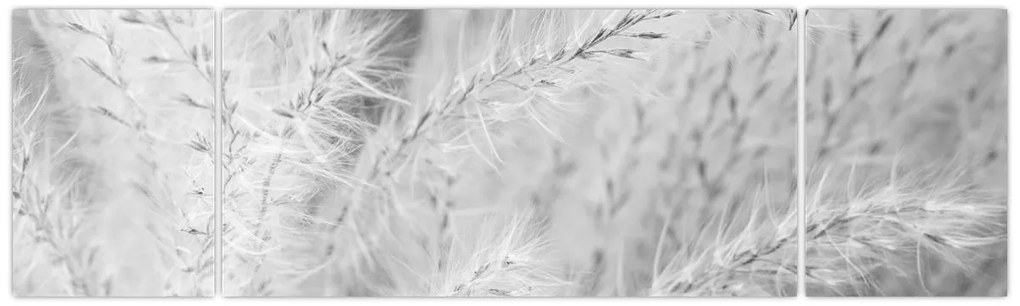 Obraz - Pampas grass N⁰1 (170x50 cm)